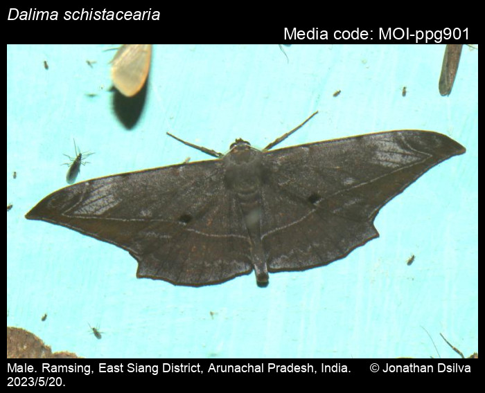 Dalima schistacearia Moore, [1868] - | Moths